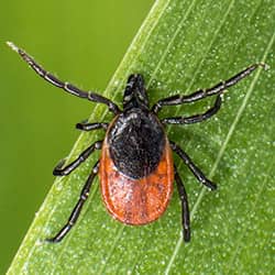Deer Ticks In Maine | Learn More About Deer Ticks