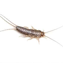 Learn More About Silverfish | What Do Silverfish Look Like?