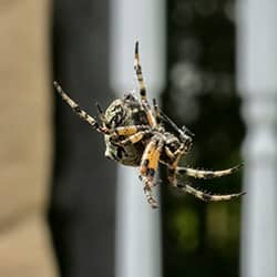 Common Spiders In Maine | Learn More About Spiders